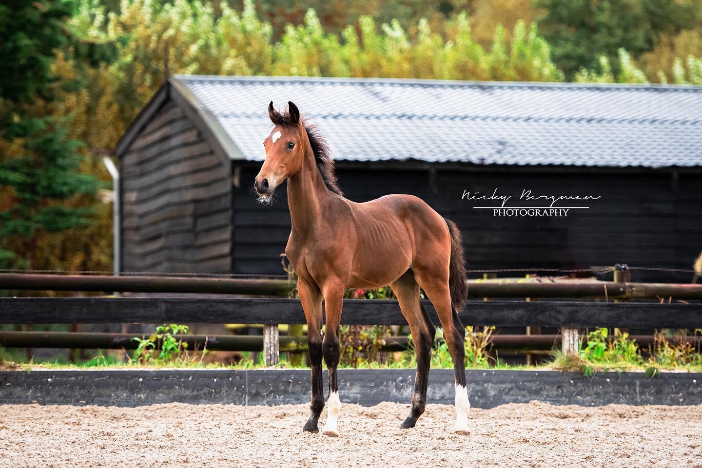 Grandstar Stables BV